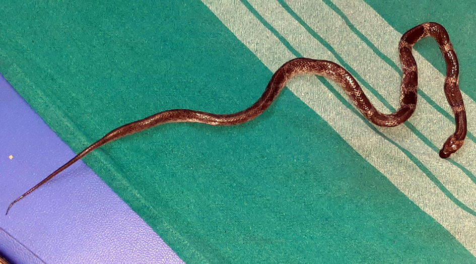 worker with snake in hospital | நாமக்கல் அரசு ஆஸ்பத்திரிக்கு பாம்புடன் ...