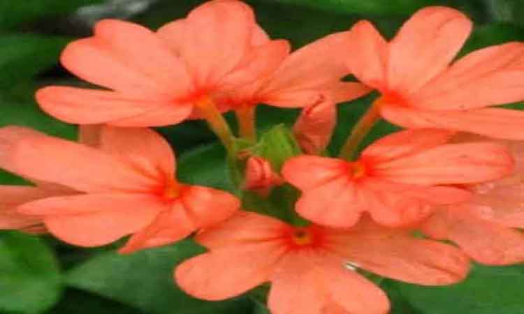 At Sathyamangalam Market 1,000 per kg of Kanakambaram flower ...