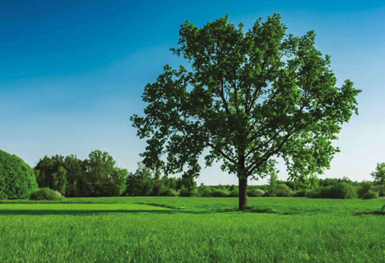 Grow Tree to Get Rain Fall | மரம் வளர்ப்போம்... மழை பெறுவோம்...