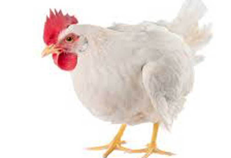 chicken hen | நாமக்கல் மண்டலத்தில் கறிக்கோழி கிலோவுக்கு ரூ.5 உயர்வு