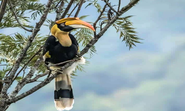 Most common bivalves | அதிகமாக தென்படும் இருவாச்சி பறவைகள்