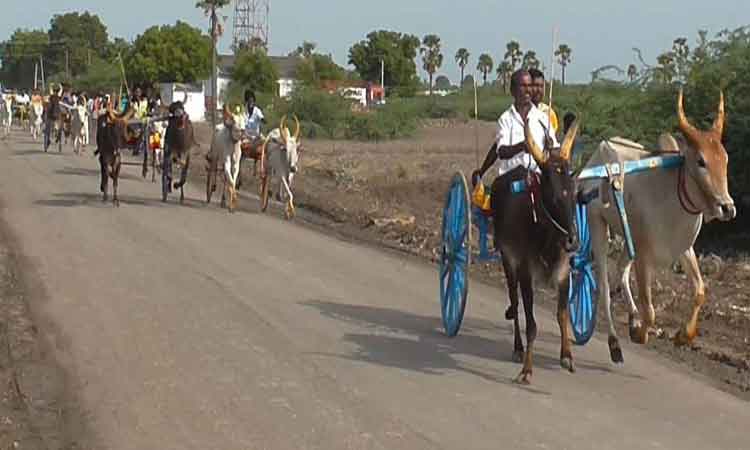 Bullock cart racing | மாட்டு வண்டி பந்தயம்