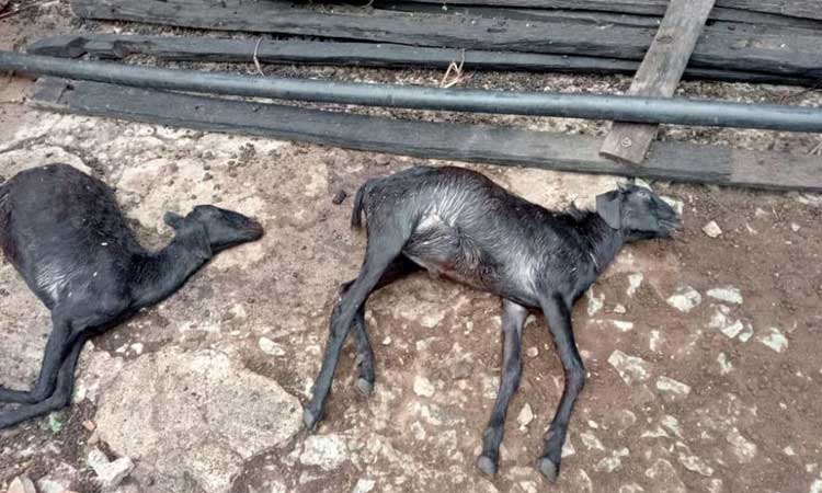 6 goats died due to animal bites | விலங்கு கடித்து 6 ஆடுகள் சாவு