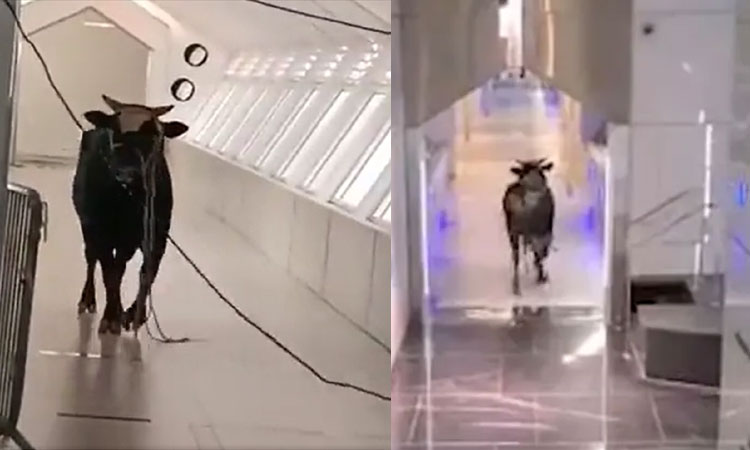 Escaped bull runs rampant in Israeli bank causing panic | இஸ்ரேலில் ...