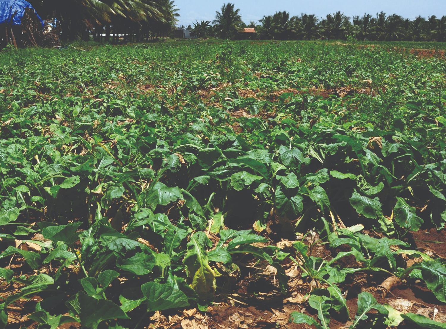 mulanki cultivation in terstial area | சமவெளிப் பகுதியிலும் முள்ளங்கி ...