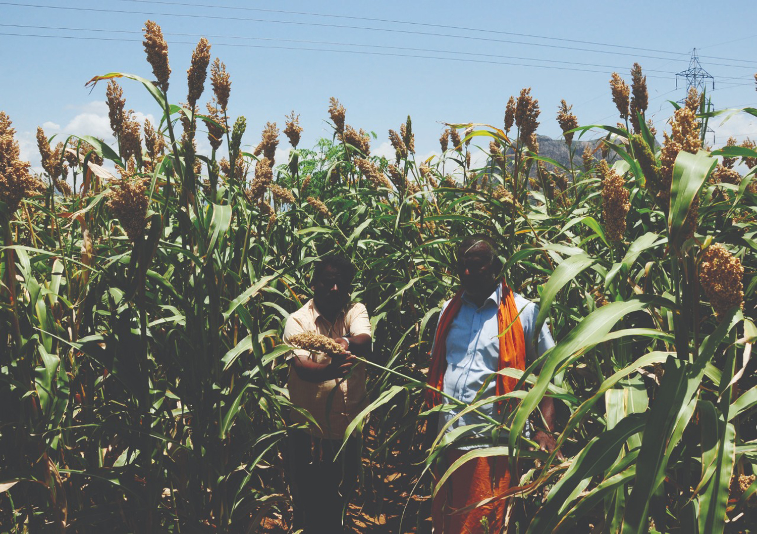 double yield maize cultivation | இரட்டை பலன் தரும் புதிய ரக சோளம் சாகுபடி