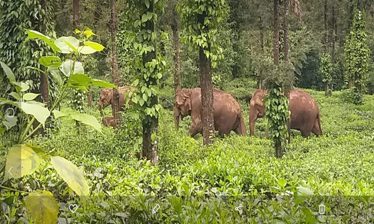 Wild elephants enter the tea plantations | தேயிலை தோட்டங்களுக்குள் ...