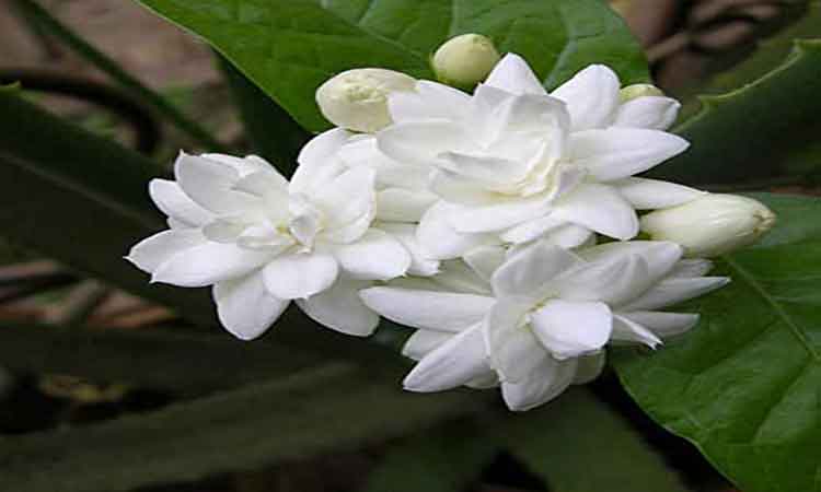 At Sathy Market Jasmine flowers are sold at Rs.280 per kg | சத்தி ...