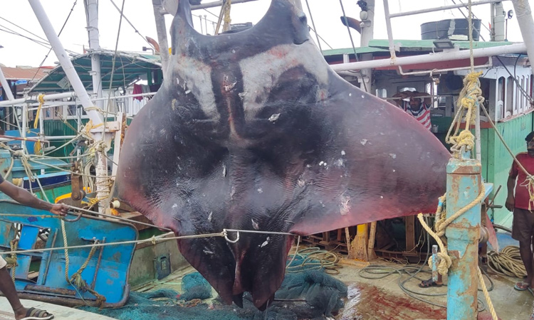 A giant screw fish caught in the nets of Kasimedu fishermen | காசிமேடு ...