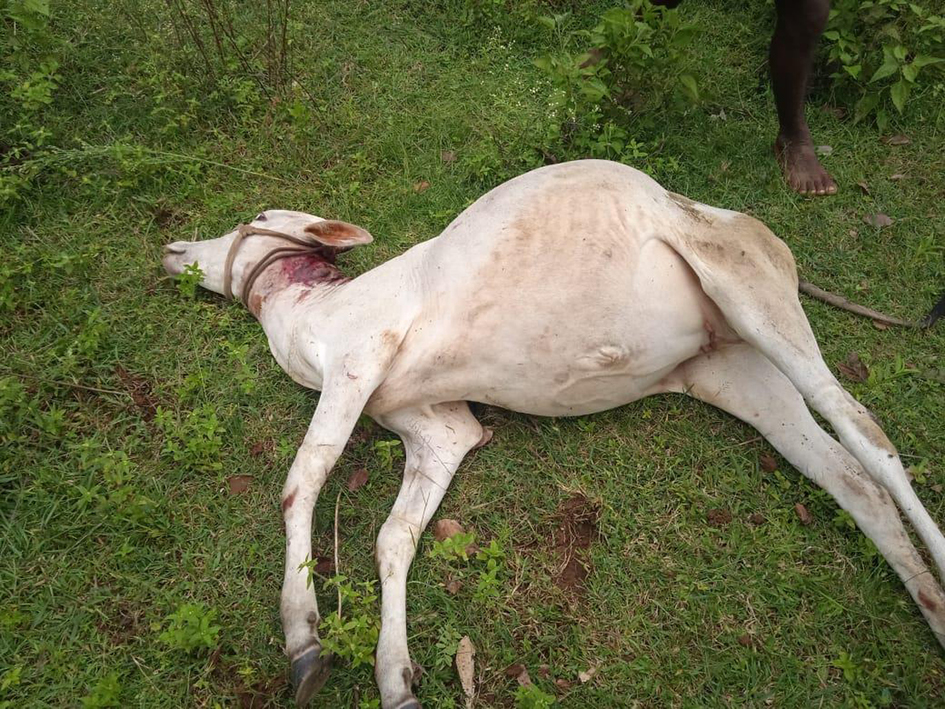 Leopard biting the calf | கன்றுக்குட்டியை கடித்துக்கொன்ற சிறுத்தை
