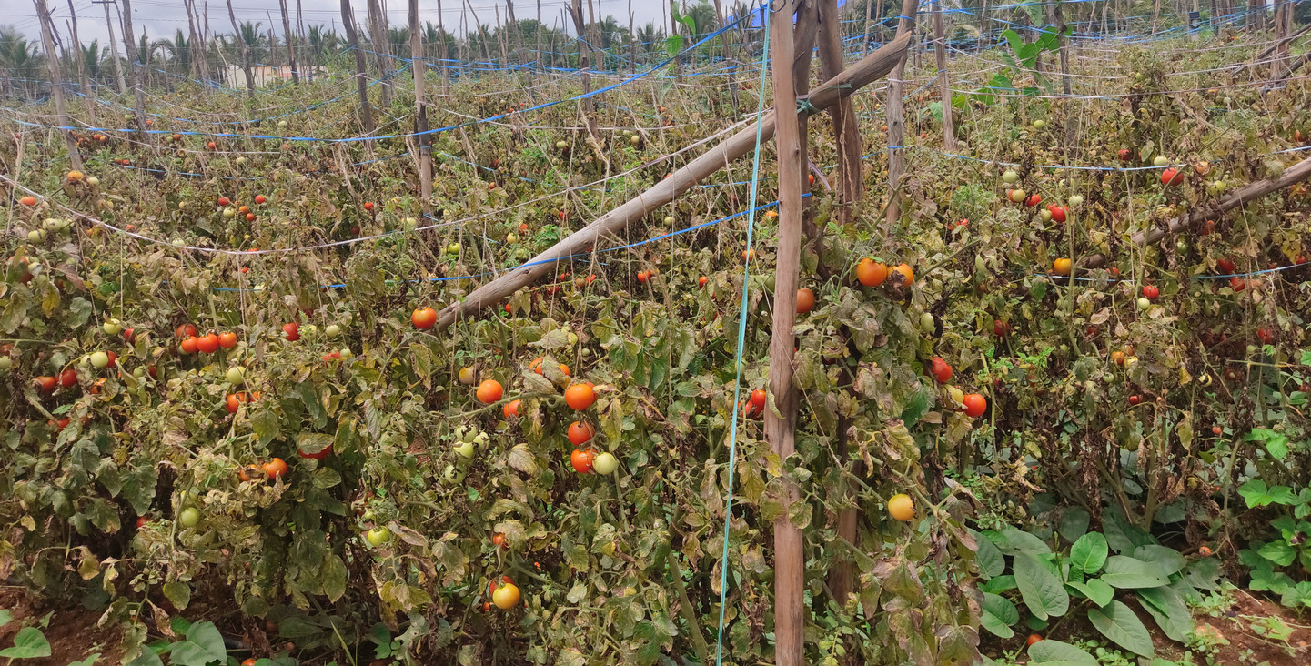 A wasted tomato | தோட்டங்களில் பறிக்காமல் காய்ந்து வீணாகும் தக்காளி