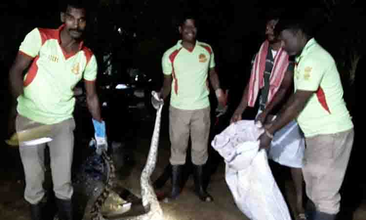 A 10 feet long python was caught | 10 அடி நீள மலைப்பாம்பு பிடிபட்டது