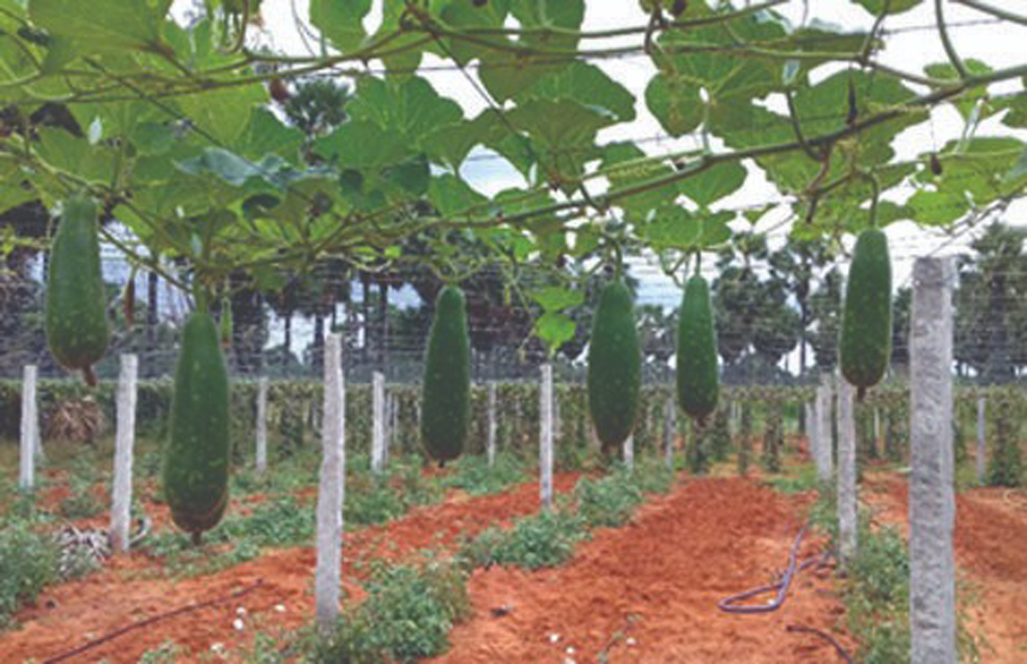 subsidy for panthal cultivation | பந்தல் சாகுபடிக்கு மானியம்
