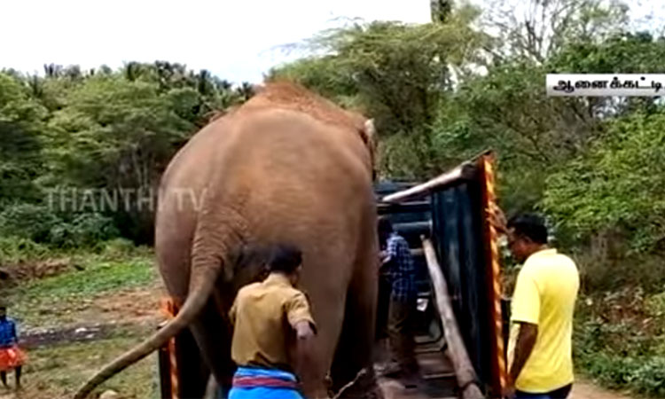 Kumki came to catch the wild elephant and sent him back to the camp because he liked the ...