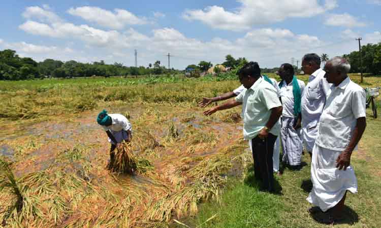 8,000 acres of paddy fields ready for harvest were submerged in water ...