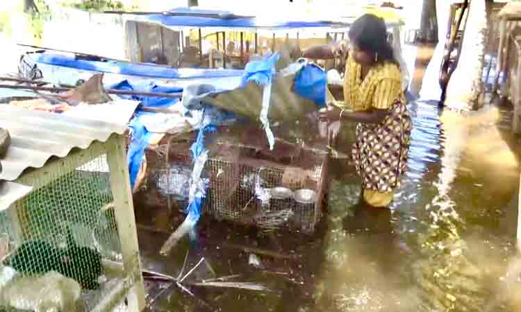 50 rabbits die | பண்ணைக்குள் மழைநீர் புகுந்து 50 முயல்கள் சாவு