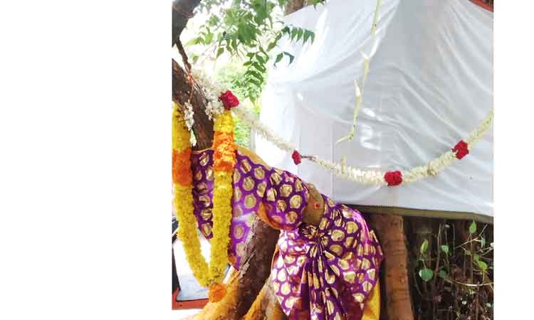 Government-marriage to neem trees | அரசு-வேம்பு மரங்களுக்கு திருமணம்