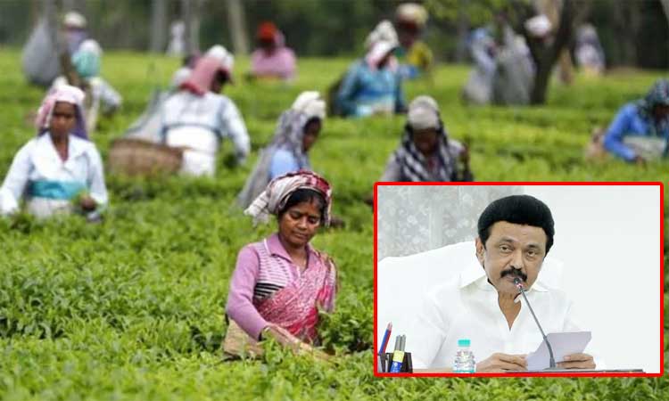Rs 29.38 crore fund for gratuity to retired tea plantation workers ...
