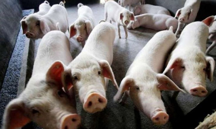 MP: More than 2,000 pigs die of African swine fever in Rewa in 2 weeks ...