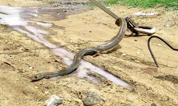 A 6 feet long snake was caught | 6 அடி நீள பாம்பு பிடிபட்டது