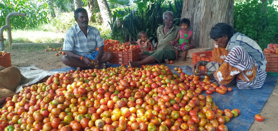 Tomato prices fall | உப்புக்கோட்டை பகுதியில் தக்காளி விலை வீழ்ச்சி
