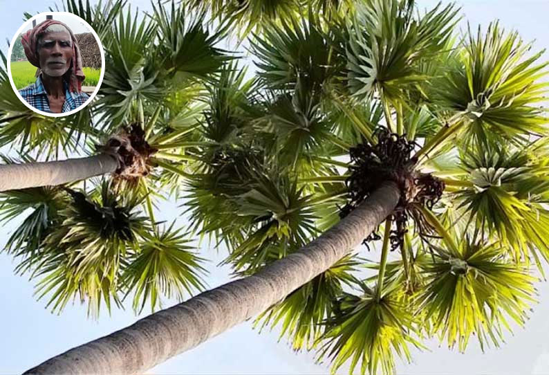 Upset over Fight with Wife, UP Man Uses 80-feet Tall Tree as ‘Kop ...