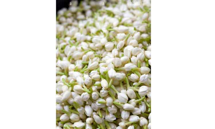 Flower prices continue to rise in Thovalai market | தோவாளை ...