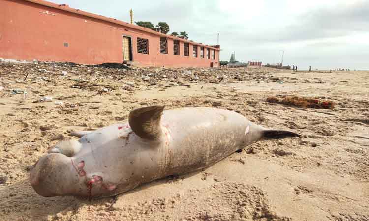 Dead sea cow washed ashore | இறந்த நிலையில் கரை ஒதுங்கிய கடல் பசு