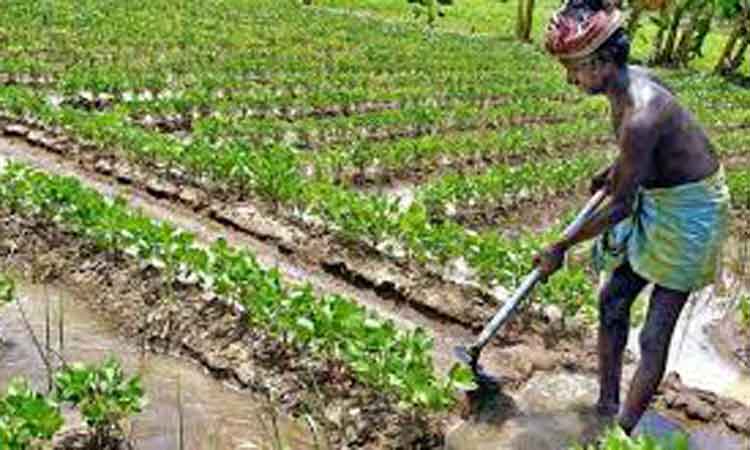 Farmers can grow pulses in the field | விவசாயிகள் வரப்பில் பயறுவகைகளை ...