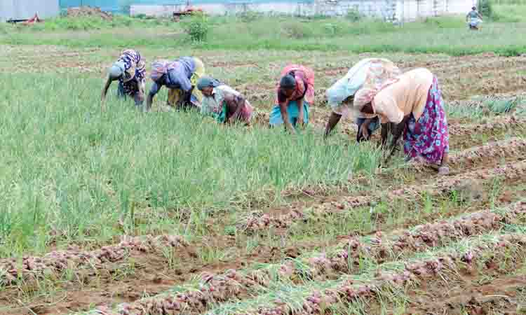 Harvesting chives | சின்ன வெங்காயம் அறுவடை