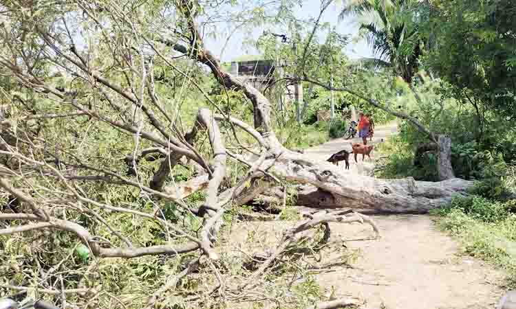 Tree branch fell on power lines causing power outage | மின்கம்பிகள் ...