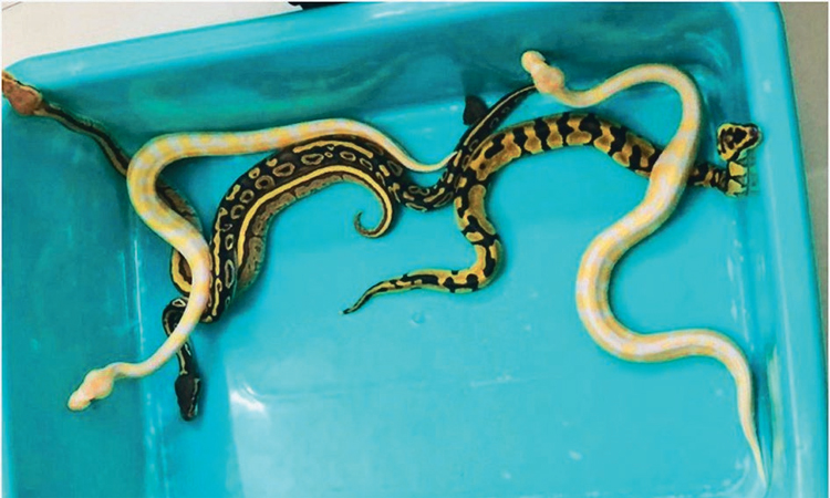 A teenager was arrested for smuggling python cubs from Thailand to Chennai | தாய்லாந்தில் ...