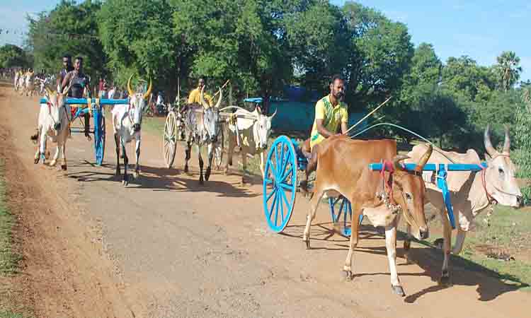 Bullock cart racing | கோவில் திருவிழாவையொட்டி மாட்டு வண்டி பந்தயம்