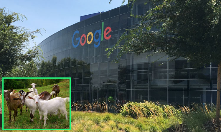 Google company gave employment to 3 thousand goats.. | 3 ஆயிரம் ...