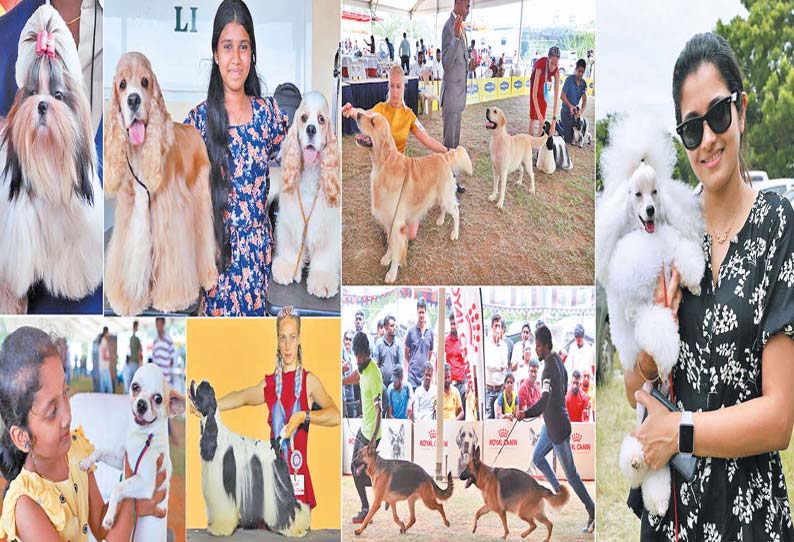 DOG SHOW In Chennai dog-show-in-chennai