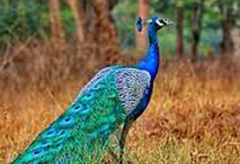 2 arrested for hunting peacocks in the forest | வனப்பகுதியில் மயில்களை ...
