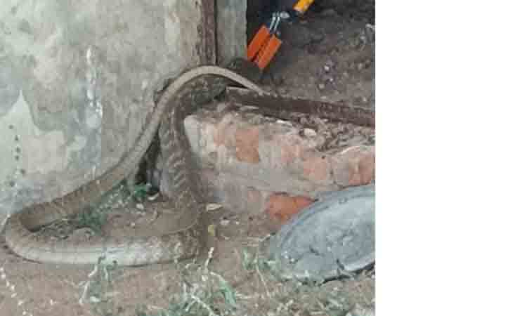 An 8-foot-long snake entered the house | வீட்டிற்குள் புகுந்த 8 அடி நீள ...