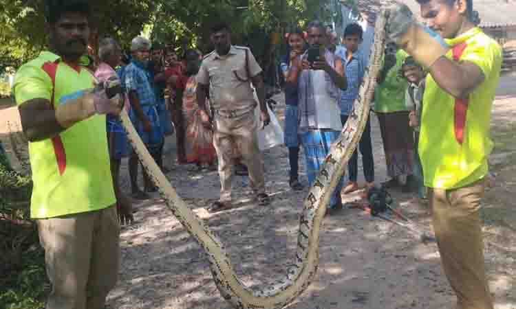 A 10 feet long python was caught | 10 அடி நீளமுள்ள மலைப்பாம்பு பிடிபட்டது