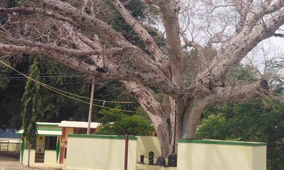 200 years old tree Bud now? | 200 ஆண்டு பழமையான அரச மரம் துளிர்க்குமா?