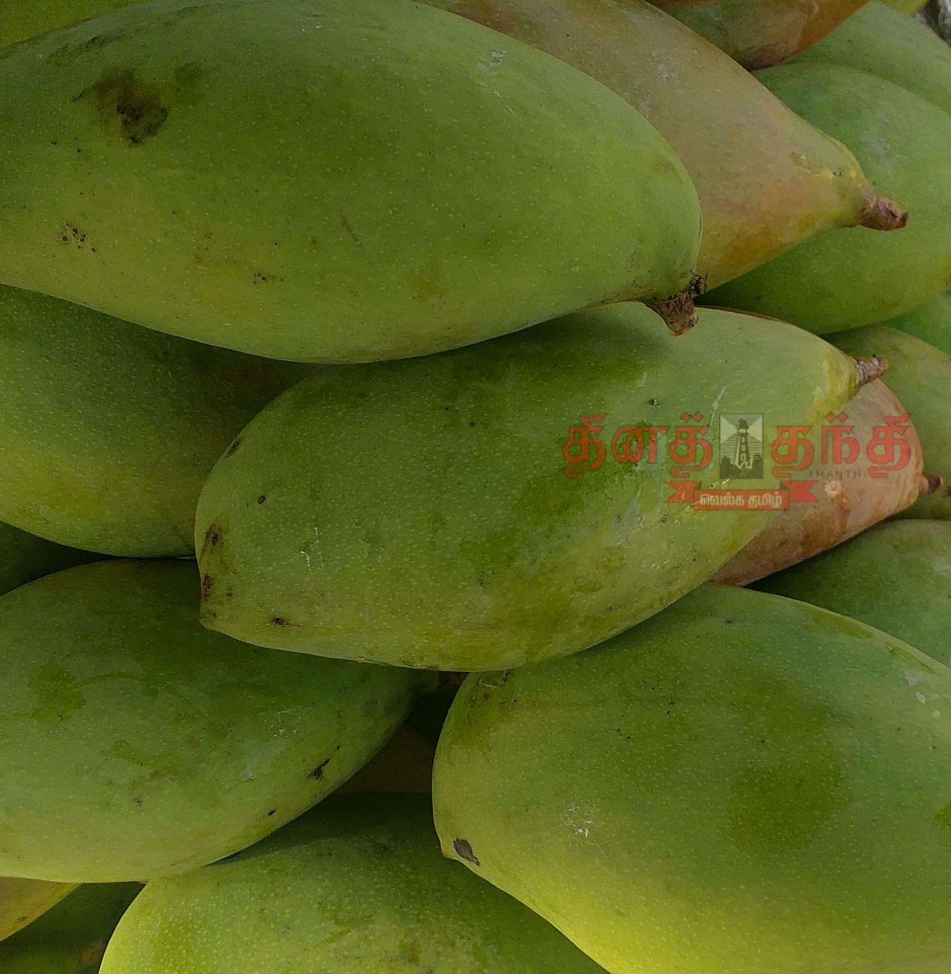 Mango yield in Natham area | நத்தம் பகுதியில் மாங்காய் விளைச்சல்