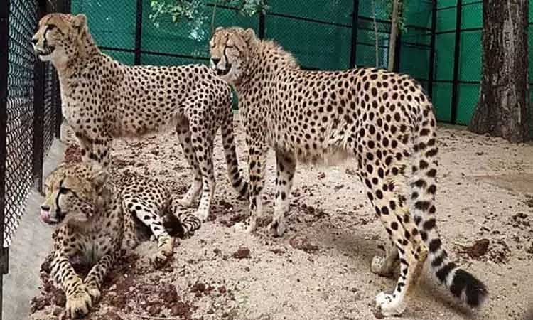 Leopards arrived in India by plane from Namibia | நமீபியாவிலிருந்து ...