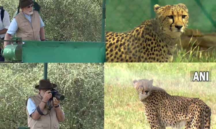 PM Modi released the leopards brought from Namibia in the sanctuary ...