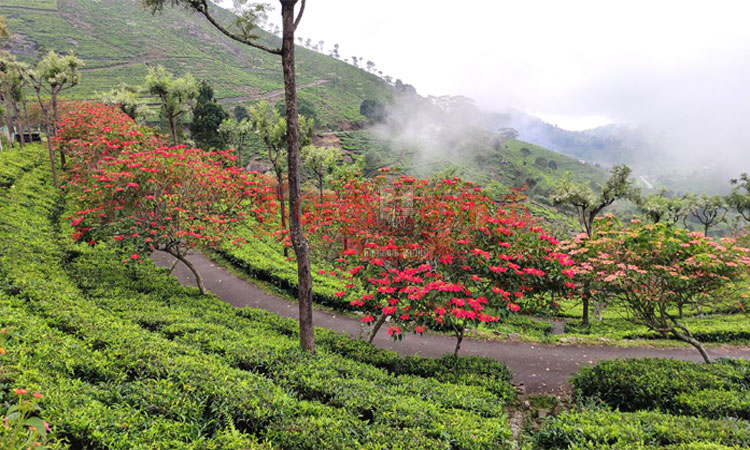 கோத்தகிரி பகுதியில் பூத்துக் குலுங்கும் ரெட்லீப் மலர்கள் - சுற்றுலாப் ...