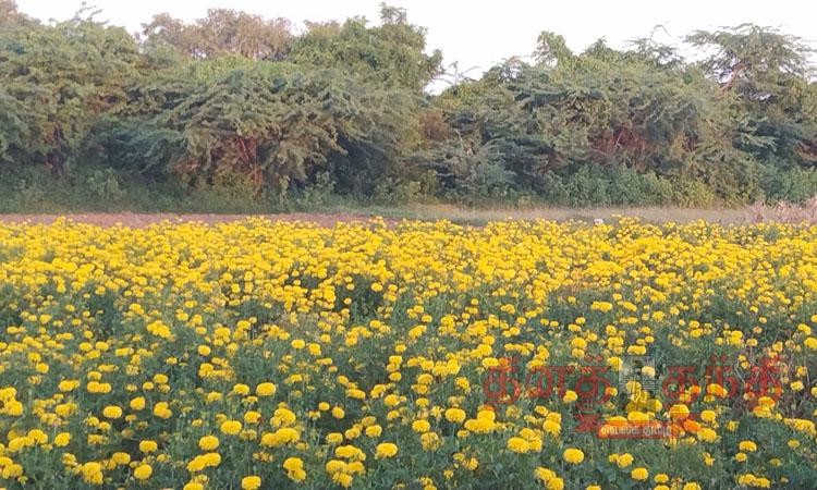 Eye catching marigold flower | கண்களை கவரும் சாமந்தி பூ