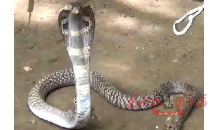 A snake entered the house | வீட்டிற்குள் புகுந்த பாம்பு