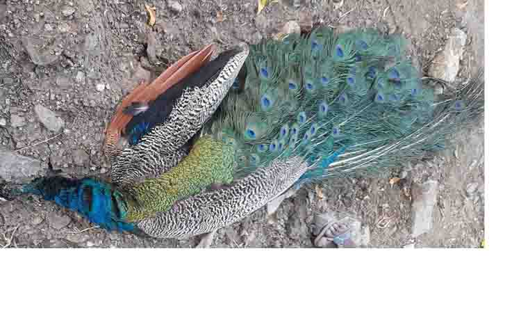 Peacock dies after being hit by a car | கார் மோதி மயில் சாவு