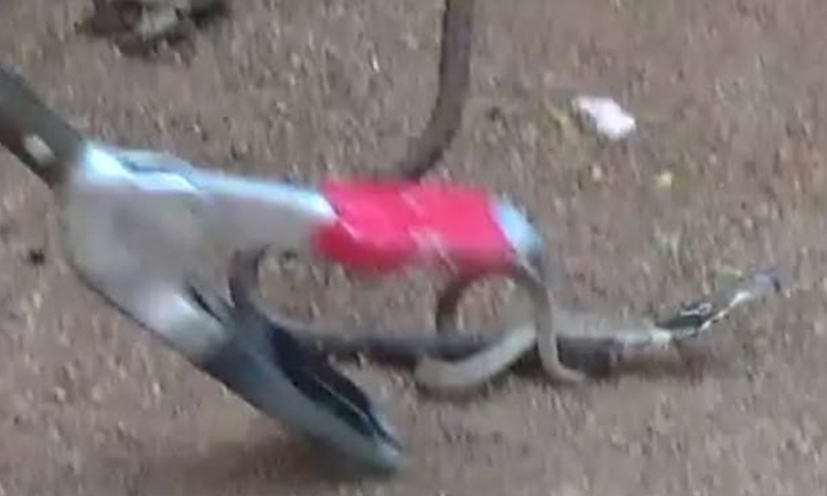 A 3 foot snake was caught | 3 அடி நல்லப்பாம்பு பிடிபட்டது