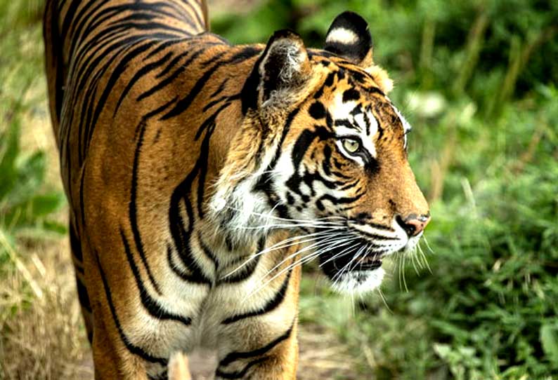 Woman dies after being attacked by a tiger in Chandrapur ...