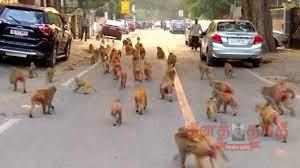 In Athiperamanur area, people are suffering due to monkey infestation ...