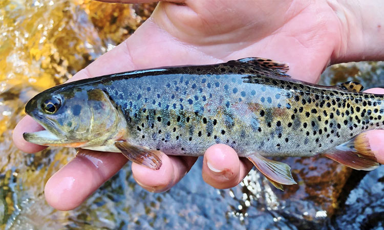 100-Year-Old Extinct Fish Species Revives Again In United States ...